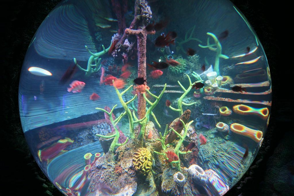 Sea Life launches at Intu Trafford Centre - Place North West